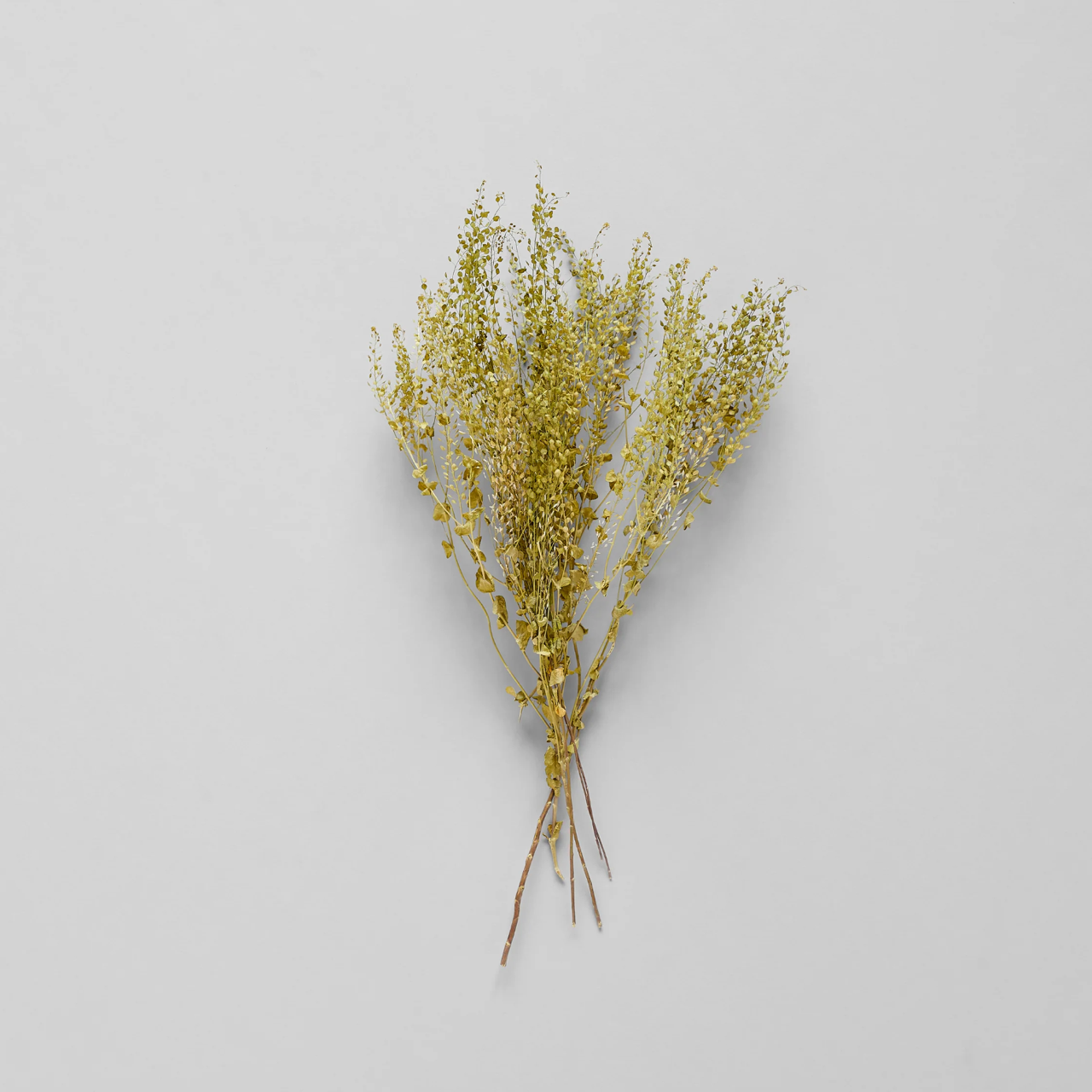 Dried Peppergrass