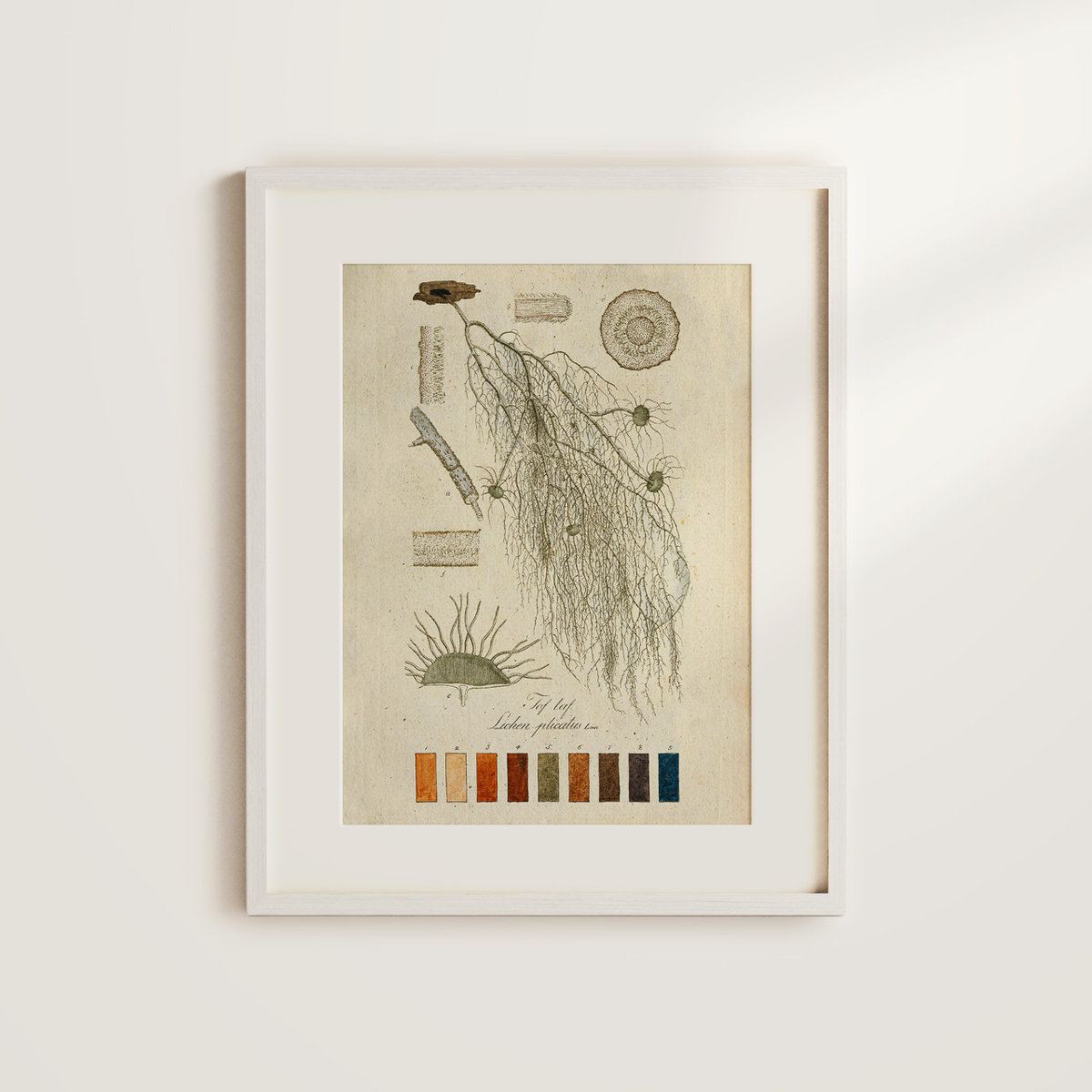 Colors in Nature 3 Art Print – Vintage Botanical Wall Art