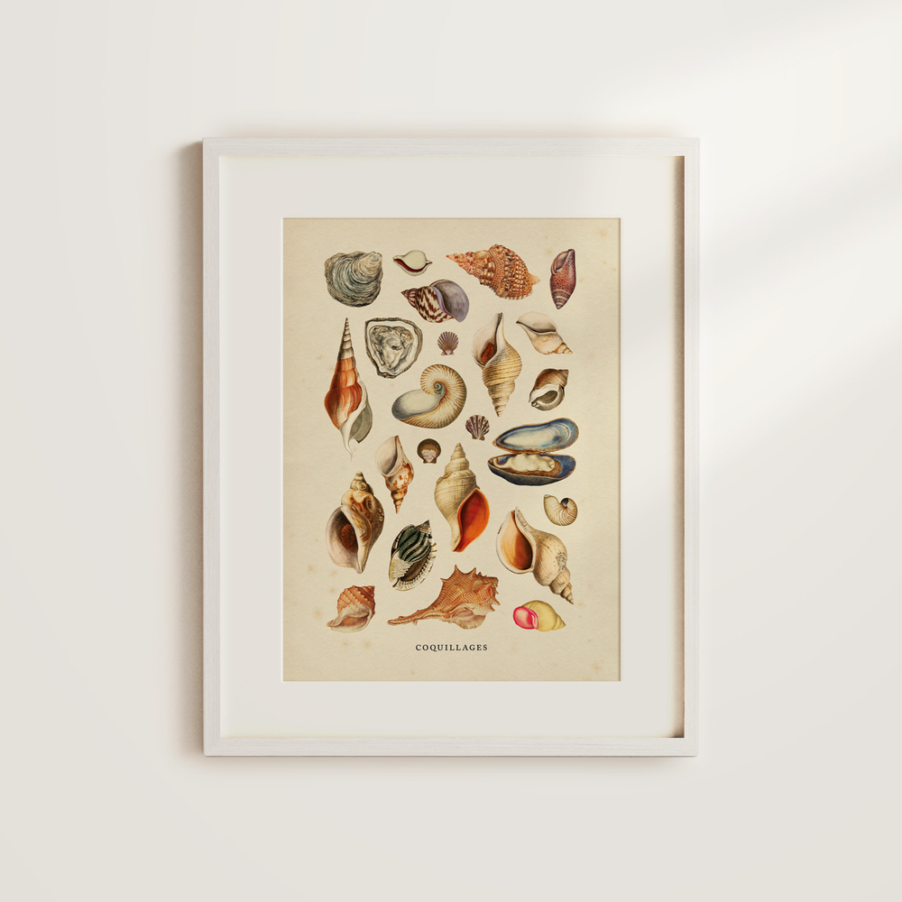 Shells - Vintage Art Print